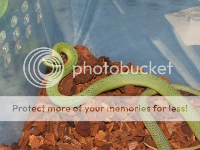 Male Barons racer | Reptile Forums