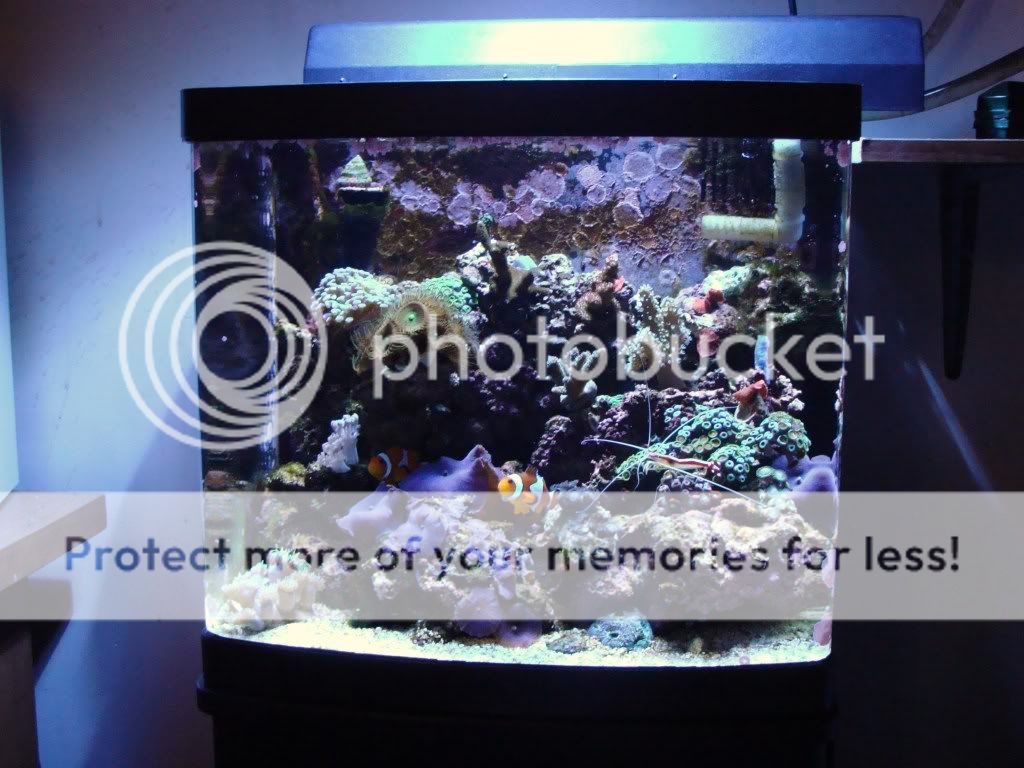 My 10 month old Biocube 14 | GTA Aquarium Forums